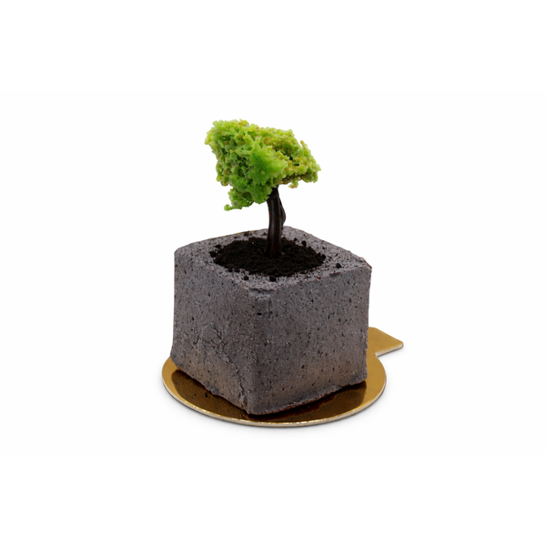 Bonsai – Daan Go Cake Lab | Vancouver